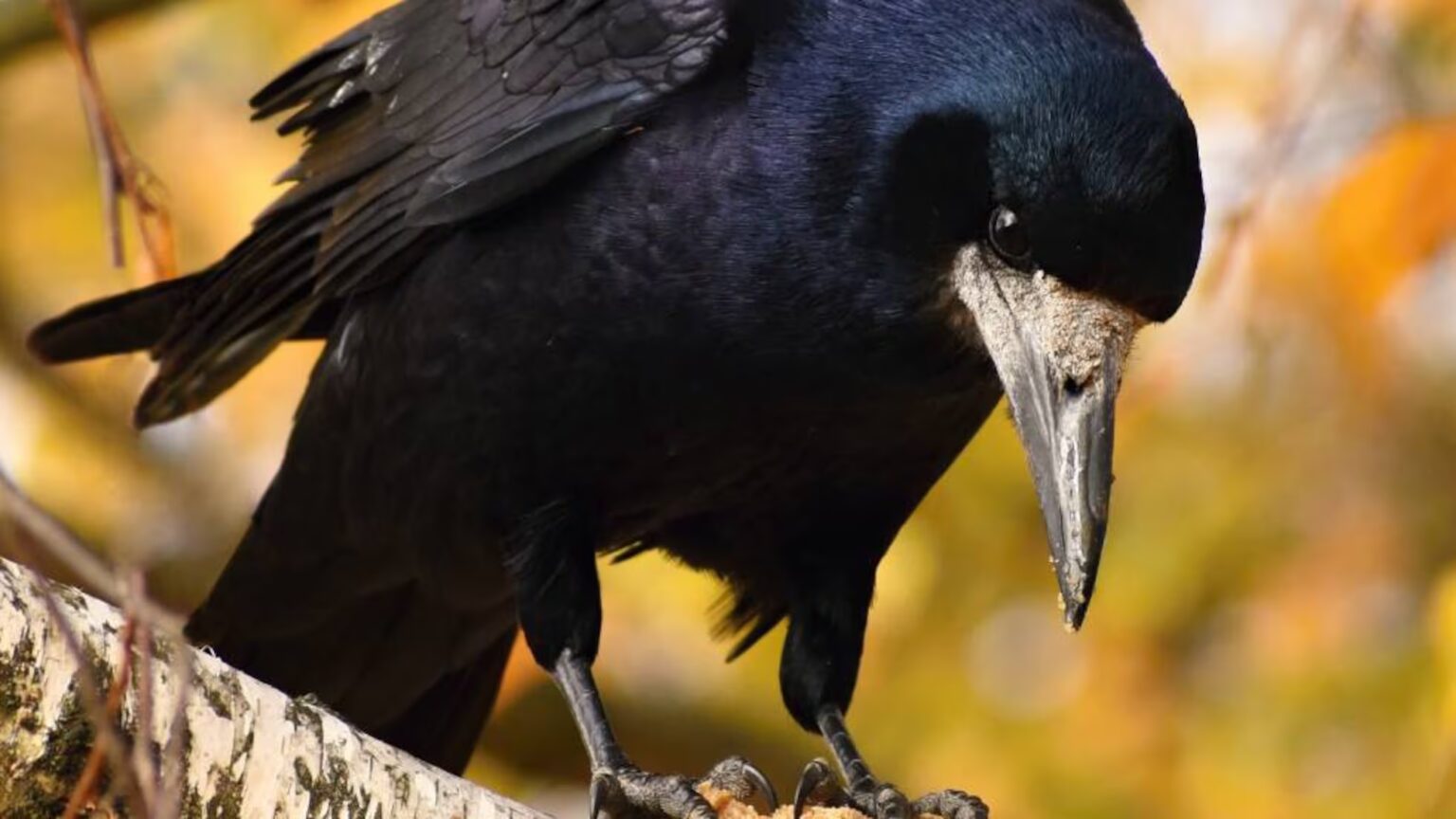 As aves mais inteligentes do mundo - Miawzy